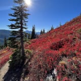 Mount Sawyer via Tonga Ridge Trail, Washington - 379 Reviews, Map ...