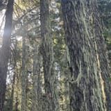 Big Tree Loop, Oregon - 75 Reviews, Map | AllTrails