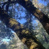 Big Tree Loop, Oregon - 61 Reviews, Map | AllTrails