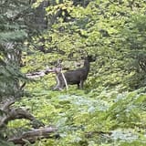 Big Tree Loop, Oregon - 75 Reviews, Map | AllTrails