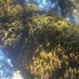 Big Tree Loop, Oregon - 65 Reviews, Map | AllTrails