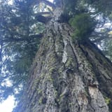 Big Tree Loop, Oregon - 75 Reviews, Map | AllTrails