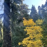 Big Tree Loop, Oregon - 75 Reviews, Map | AllTrails