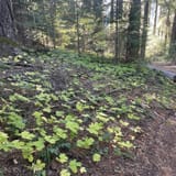 Big Tree Loop, Oregon - 65 Reviews, Map | AllTrails