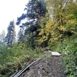 Big Tree Loop, Oregon - 75 Reviews, Map | AllTrails