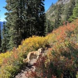 Tatoosh Ridge Trail, Washington - 366 Reviews, Map | AllTrails