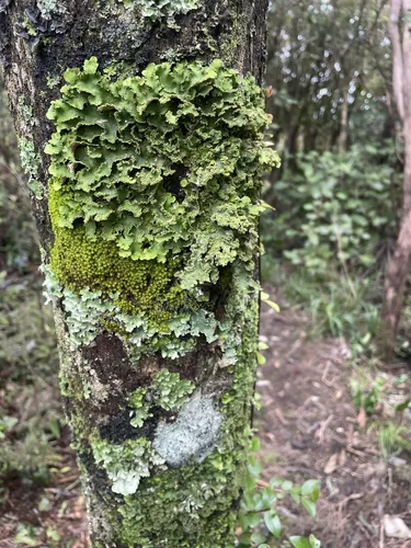 Best Moderate Trails in Remutaka Forest Park | AllTrails