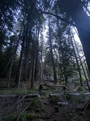 Best Hikes and Trails in Mount Maxwell Provincial Park | AllTrails