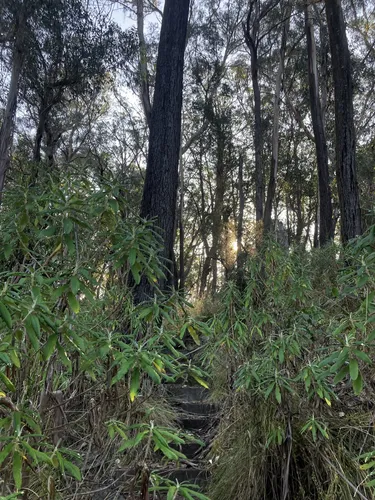 Best Hikes and Trails in Deua National Park | AllTrails