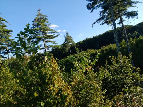 Best Hikes and Trails in Townsend State Forest | AllTrails