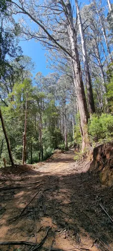 Best Hikes and Trails in Tanjil Bren | AllTrails