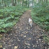 Bloodroot Trail, Indiana - 646 Reviews, Map | AllTrails