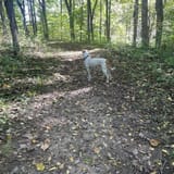Bloodroot Trail, Indiana - 646 Reviews, Map | AllTrails