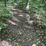 Bloodroot Trail, Indiana - 646 Reviews, Map | AllTrails
