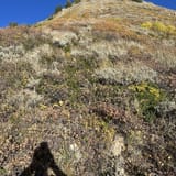 Provo Peak Trail, Utah - 171 Reviews, Map | AllTrails