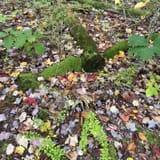 Colyer Lake Loop, Pennsylvania - 732 Reviews, Map | AllTrails