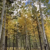 Lockett Meadow Inner Basin Loop, Arizona - 733 Reviews, Map | AllTrails
