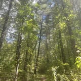 Big Berea Trail, Bull Creek Trail, and White Pine Loop, North Carolina ...