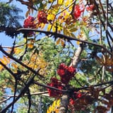 Mount Adams via Air Line Trail, New Hampshire - 668 Reviews, Map ...