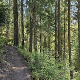 Cooper River Trail, Washington - 319 Reviews, Map | AllTrails