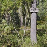 Cooper River Trail, Washington - 319 Reviews, Map | AllTrails