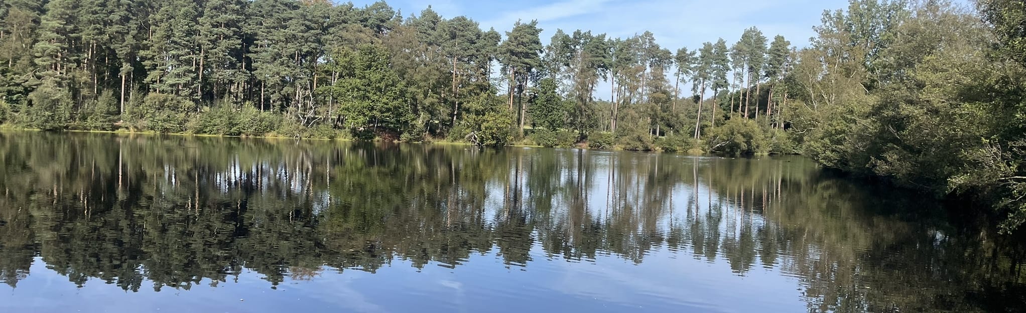 Swinley Forest Circular, Berkshire, England - 61 Reviews, Map | AllTrails