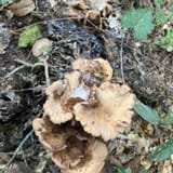 Santos and Vortex Area Bike Trails Loop, Florida - 728 Reviews, Map ...