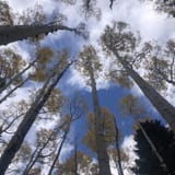 Inner Basin Trail, Arizona - 826 Reviews, Map | AllTrails