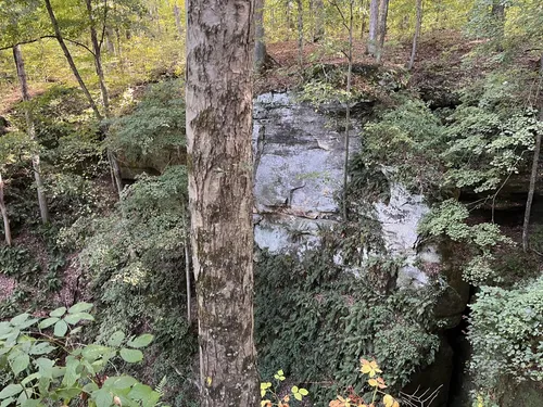 Best Hikes and Trails in Fern Cliff Nature Preserve | AllTrails