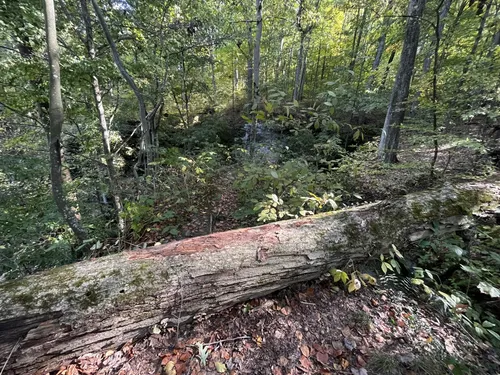 Best Hikes and Trails in Fern Cliff Nature Preserve | AllTrails