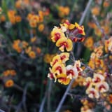 Long Gully Track Loop, Victoria, Australia - 58 Reviews, Map | AllTrails