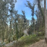 Mount Sutro Loop, California - 2,213 Reviews, Map | AllTrails