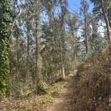 Mount Sutro Loop, California - 2,213 Reviews, Map | AllTrails