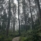 Mount Sutro Loop, California - 2,213 Reviews, Map | AllTrails