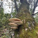 Ironton Rail Trail, Pennsylvania - 1,409 Reviews, Map | AllTrails