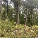 Mountain Tea State Forest Cabin and Pond, Indiana - 189 Reviews, Map ...