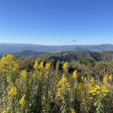 Rattlesnake Ridge Trail, Tennessee - 153 Reviews, Map | AllTrails