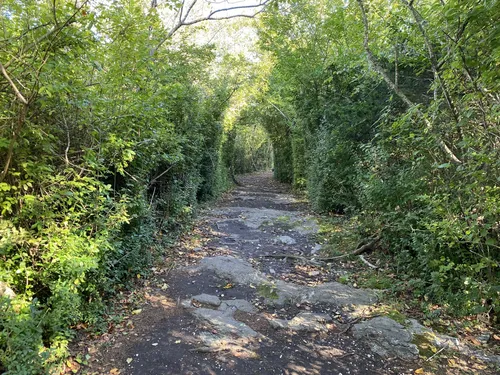 2023 Best Forest Trails in Newport | AllTrails