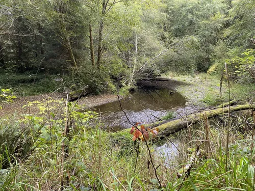 Best Hikes and Trails in Hoko River / Cowan Ranch State Park | AllTrails