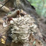 Bacon Ridge Trail: Phase 3, Maryland - 2,209 Reviews, Map | AllTrails