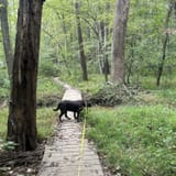 Bacon Ridge Trail: Phase 3, Maryland - 2,201 Reviews, Map | AllTrails