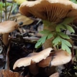 Nolte State Park Deep Lake, Washington - 556 Reviews, Map | AllTrails