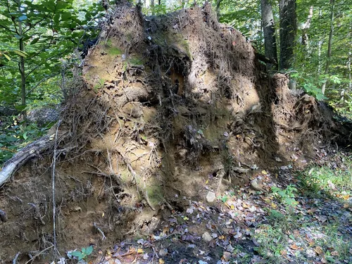 2023 Best Forest Trails in Succasunna | AllTrails