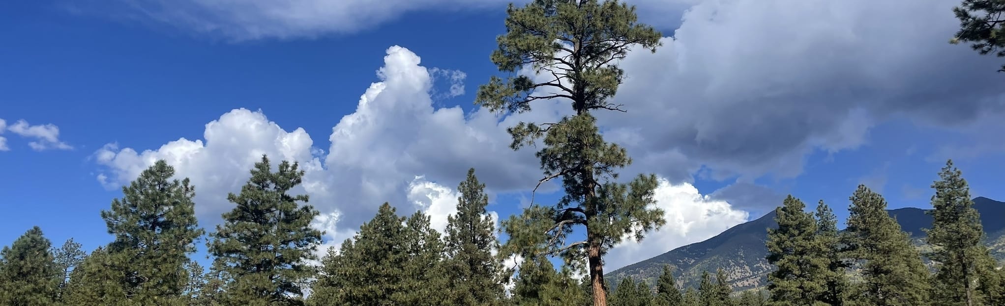 Schultz Pass Rd Loop, Arizona - 201 Reviews, Map | AllTrails