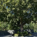 Katy Trail: Downtown Dallas, Texas - 2,129 Reviews, Map | AllTrails