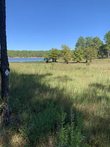 Best Hikes and Trails in Conecuh National Forest | AllTrails