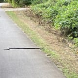 Doodle Trail, South Carolina - 624 Reviews, Map | AllTrails