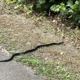 Doodle Trail, South Carolina - 624 Reviews, Map | AllTrails