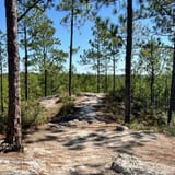 Longleaf Vista Interpretive Trail, Louisiana - 306 Reviews, Map | AllTrails
