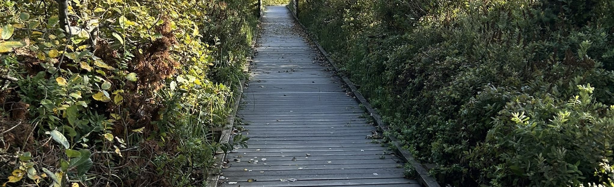 Devils Lake Boardwalk Trail, Oregon - 37 Reviews, Map | AllTrails